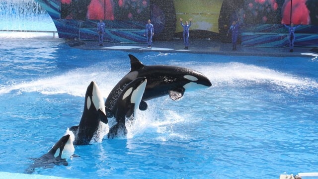 SeaWorld contact ban : limiting interaction between whale and trainer ...