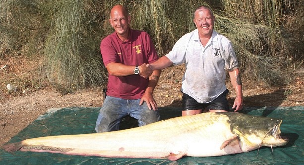 Brit lands albino catfish and a world record : (PHOTO) - Canada Journal ...