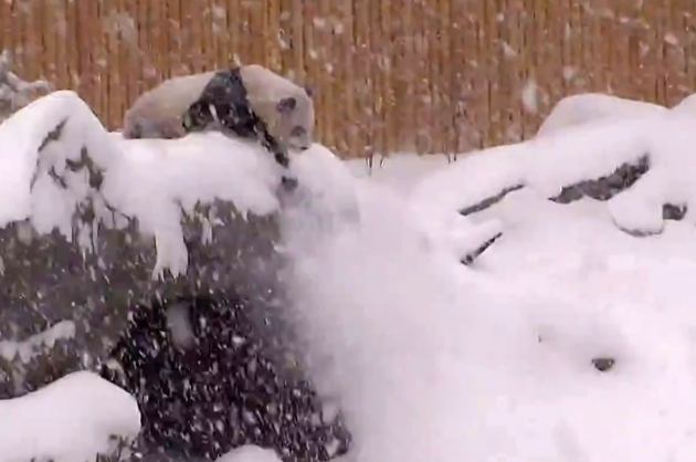 Da Mao : Panda playing in the snow (Video) - Canada Journal - News of ...