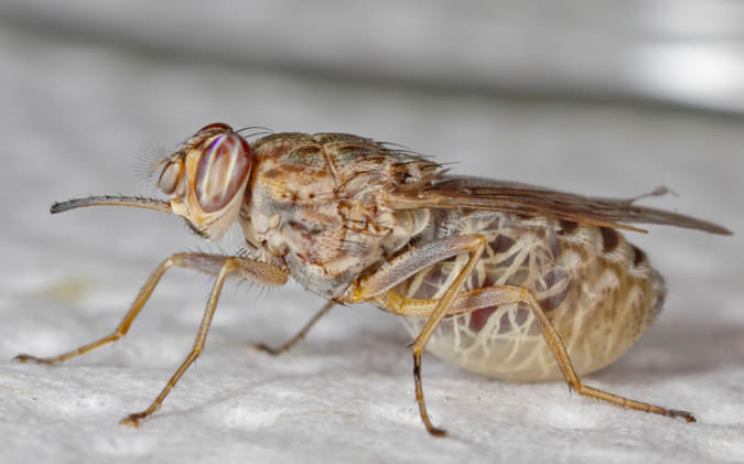 Scientists Decode Genome of Deadly Tsetse Fly - Canada Journal - News ...