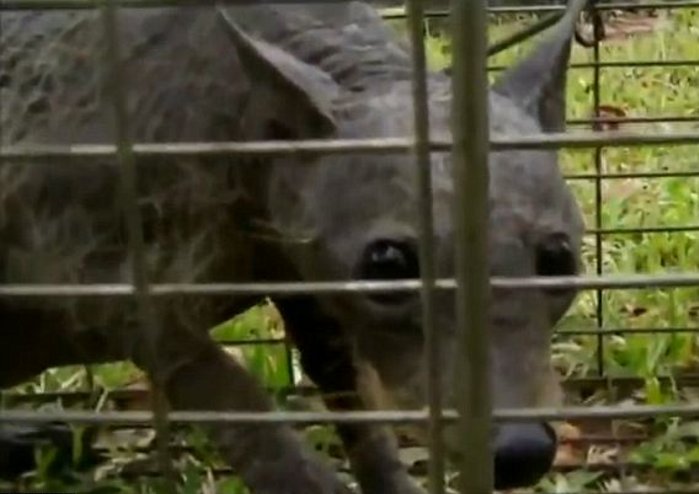 Chupacabra captured in Texas (possibly) - Canada Journal - News of the ... Chupacabra captured in Texas (possibly) - Canada Journal - News of the ...