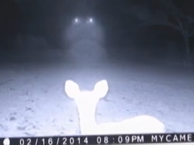 Deer in the Headlights of a UFO? (Video) - Canada Journal - News of the ...