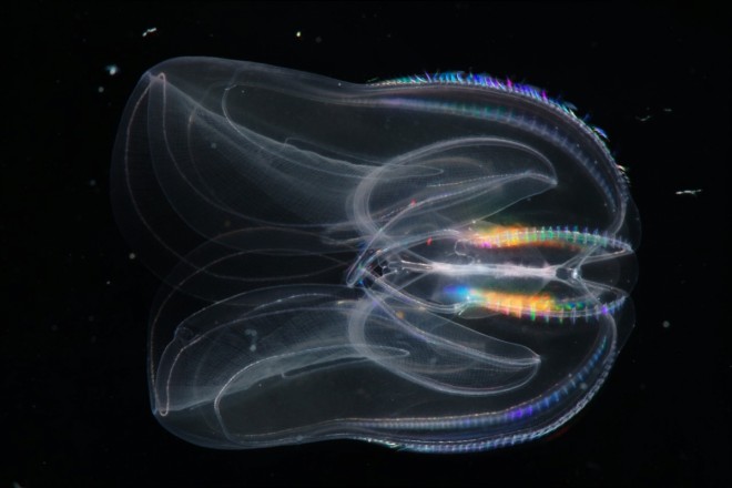'Aliens of sea' provide new insight into evolution, report says ...