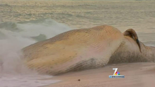 San Diego : Dead fin whale washes ashore again near border (Video) - Canada Journal - News of ...