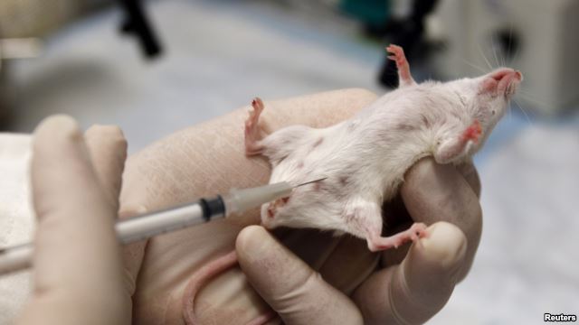 Young mouse blood may be the key to the fountain of youth, Report ...