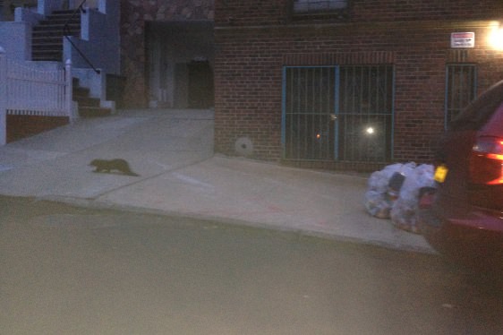 Mysterious Creature Roaming Bronx (Video) - Canada Journal - News of ...