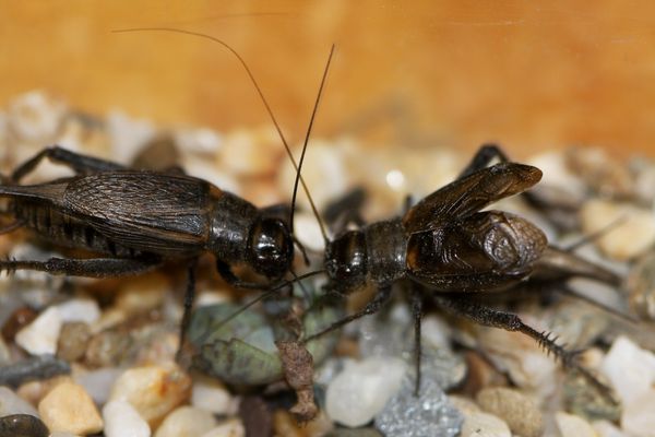 Rapid Convergent Evolution in Wild Crickets, Study - Canada Journal ...