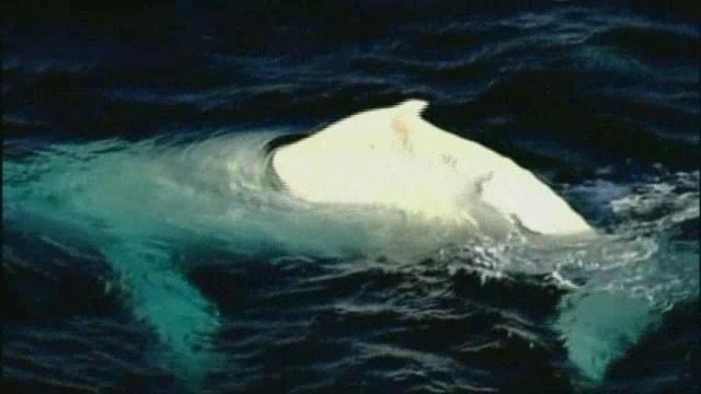 White humpback whale swims the seas (Video) - Canada Journal - News of ...
