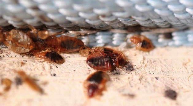 Bed Bug Infestations On The Rise In Toronto Study Canada Journal