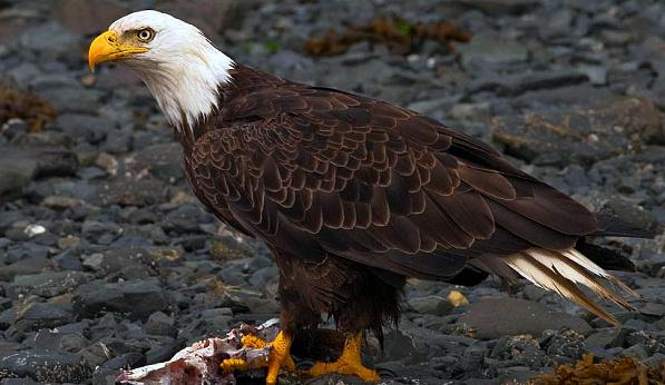 California : Bald Eagles Spotted After More Than 50 Years - Canada ... California : Bald Eagles Spotted After More Than 50 Years - Canada ...