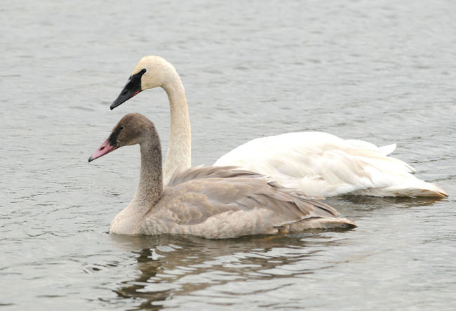 Trumpeter swan off Alberta's threatened species list, Report - Canada ...