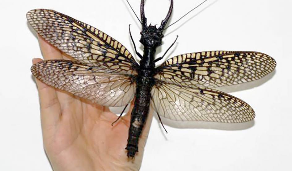 World's Largest Flying Aquatic Insect Found in China (Video) - Canada ...