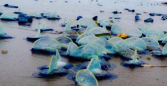 Blue Sea Creatures Wash Up on Local California Beaches - Canada Journal ...