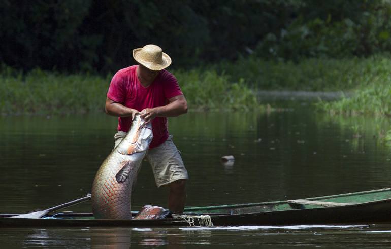 Giant Amazon Fish Becoming Extinct in Many Communities, Study - Canada ...