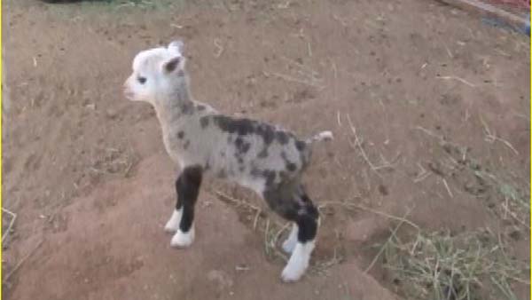 Sheep-goat hybrid born at petting zoo (Video) - Canada Journal - News ...