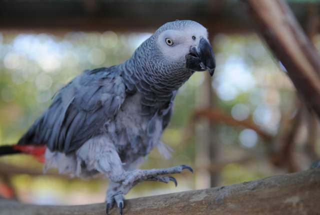 Parrot named Nigel with British accent disappears, returns speaking ...