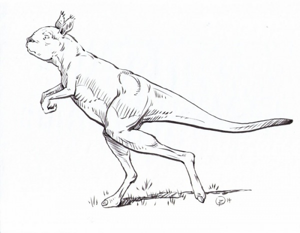 Prehistoric kangaroo was a walker, study finds - Canada Journal - News ...