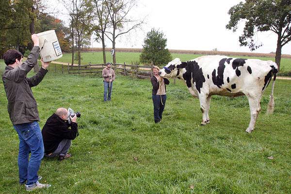 World's tallest cow a 6-foot-4-inch bovine (Video) - Canada Journal ...