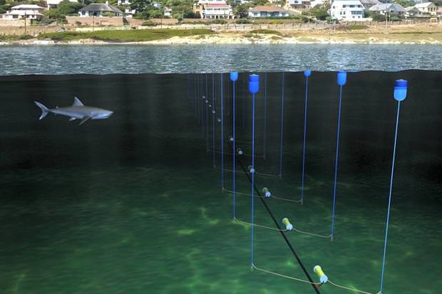 Scientists test Shark Repellent Electronic Cable in Cape Town - Canada ...