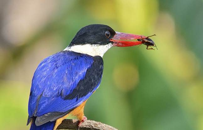 All birds lost their teeth 116 million years ago, New Study - Canada ...