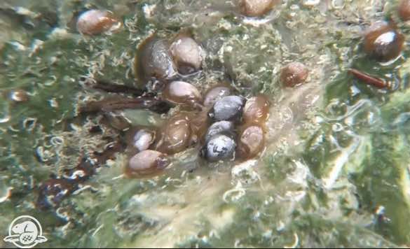 Bather accused of threatening endangered snail in Banff National Park ...