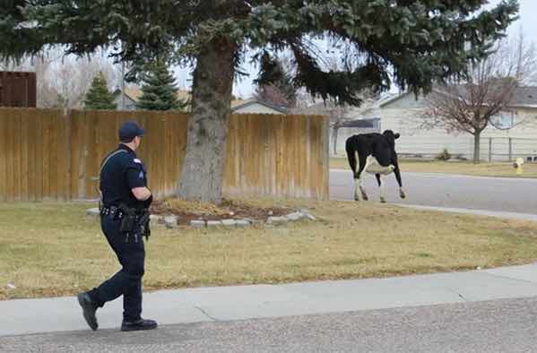Idaho Cow Escapes - Video: Four more cows escape from Pocatello meat ...