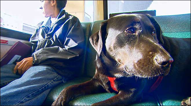 Black Lab Rides Seattle Bus To Dog Park Alone (Video) - Canada Journal ...
