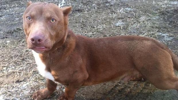 Pit Bull Dachshund mix up for adoption in Georgia (Video) - Canada ...