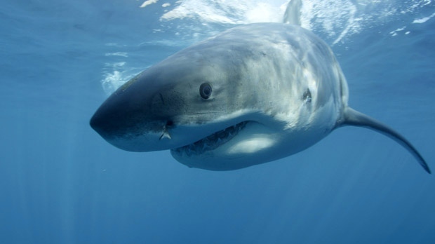 Great white shark lurking near Washington State's Ocean Shores (Video ...