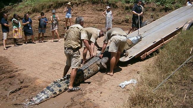 Dog Eating Crocodile Caught - Photo: Monster croc that lived on dogs ...