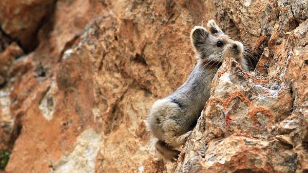 Ili Pika Seen After 20 Years : Scientists locate extremely endangered ...