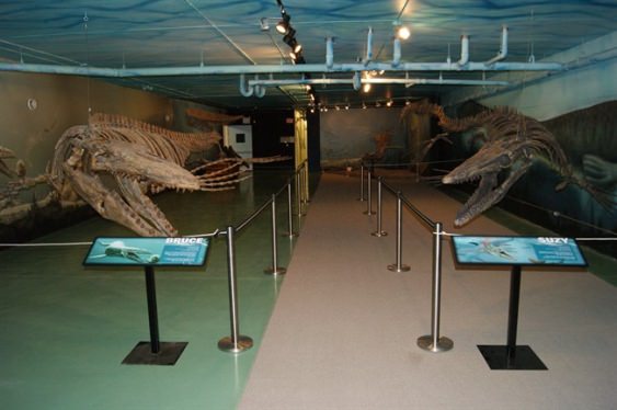 New mosasaur fossil gets companion display at Manitoba museum - Canada ...