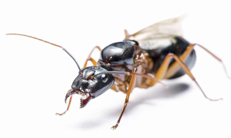 Black Carpenter Ant (Camponotus pennsylvanicus) - Canada Journal - News ...