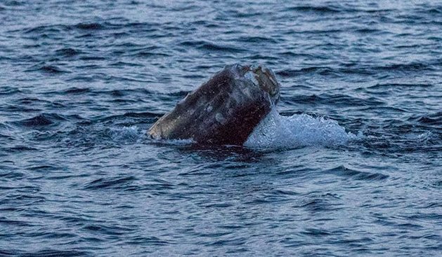 'Whale with no tail' spotted swimming (Video) - Canada Journal - News ...