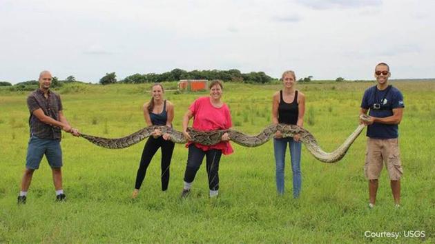 Giant python might be second-largest ever captured in Florida - Canada ...
