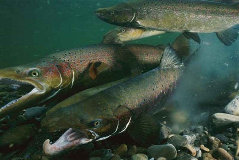 Ancient Alaskans were fishing for salmon 11500 years ago, study finds ...