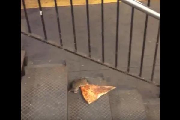 'Pizza Rat' Video Goes Viral: Watch a "Subway Rat" Haul a Pizza Slice ...