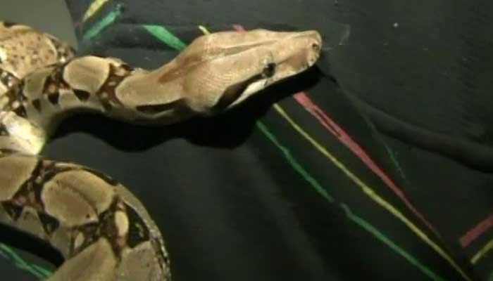 4-foot snake scares passengers on Philadelphia transit bus; Forcing ...