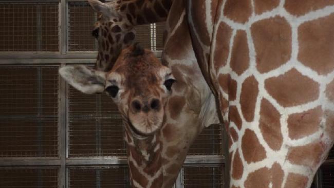 Baby giraffe dies in tragic accident at Chaffee Zoo, Report - Canada ...