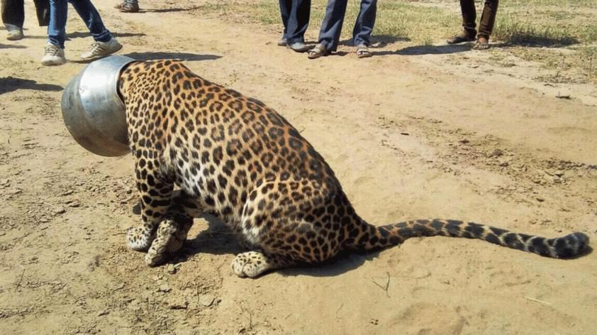 Leopard's head stuck in a pot while drinking water, Rescued After 6 ...