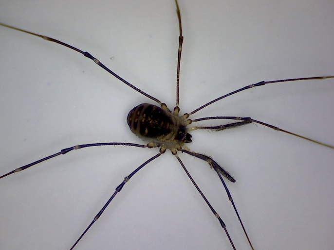 Spiders are teaching us how to make better glue, research - Canada ...