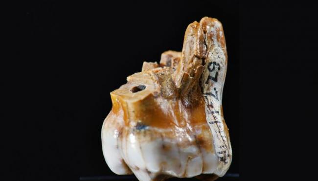 Ancient Tooth: DNA sheds light on mysterious, big-toothed human ...