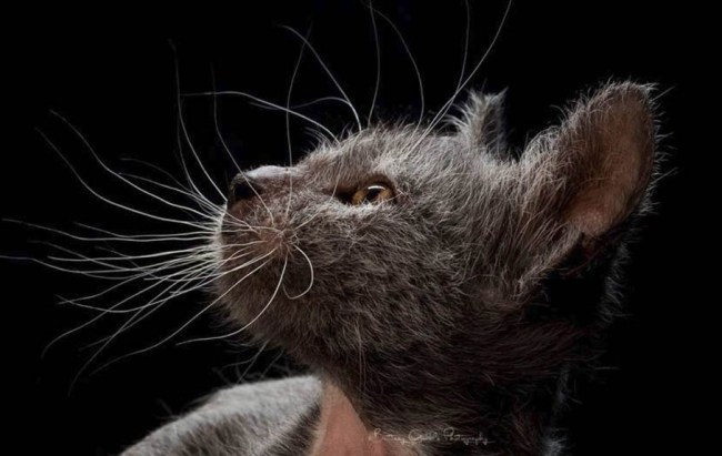 Lykoi 'Werewolf Cat' a Breed Apart (Photo-Video) - Canada Journal ...