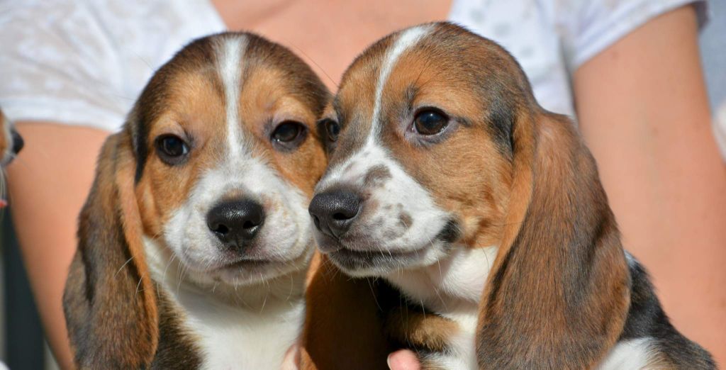 First IVF puppies born at Cornell, marks major leap in wildlife ...