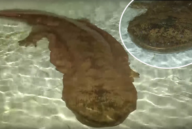 Giant 200-year-old salamander found hiding in China cave "Video ...