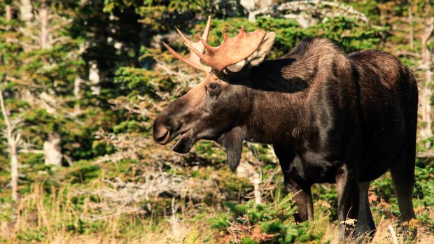 Moose population in Manitoba in sharp decline, wildlife society says ...