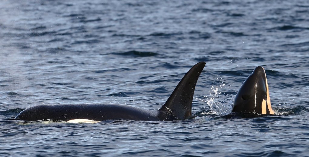 New baby orca makes it seven in past year (Photo) - Canada Journal ...