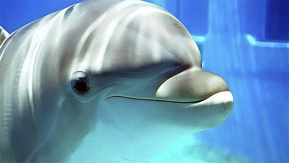 Researchers Capture Image Showing What Dolphins See With Echolocation ...
