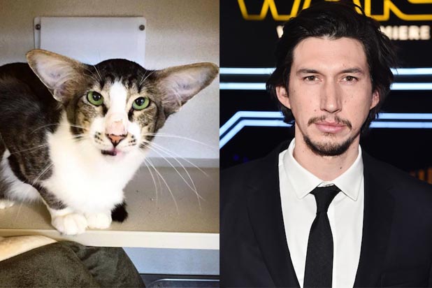 Cat Adam Driver Goes Viral: Internet Freaks Over Cat That Looks Like ...