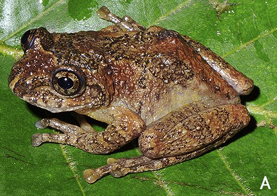 'Extinct' tree frog rediscovered in India after 137 years, says new ...